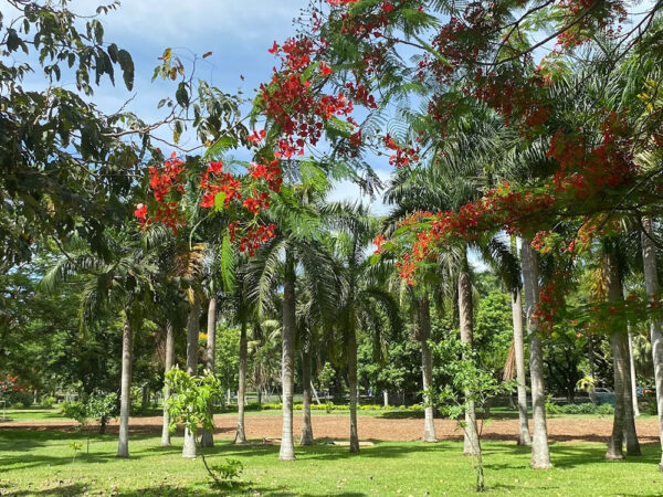 Lautoka Botanical Gardens - Things to do in Fiji | Activities in Fiji ...